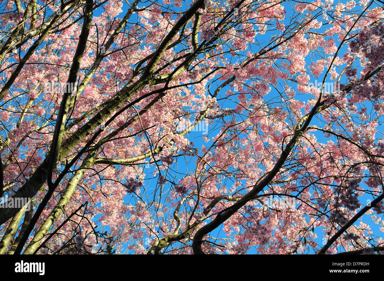 Weinender Kirschbaum Stockfotos und -bilder Kaufen - Alamy
