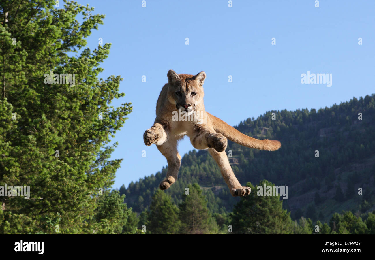 Puma Pfote Stockfotos und -bilder Kaufen - Alamy