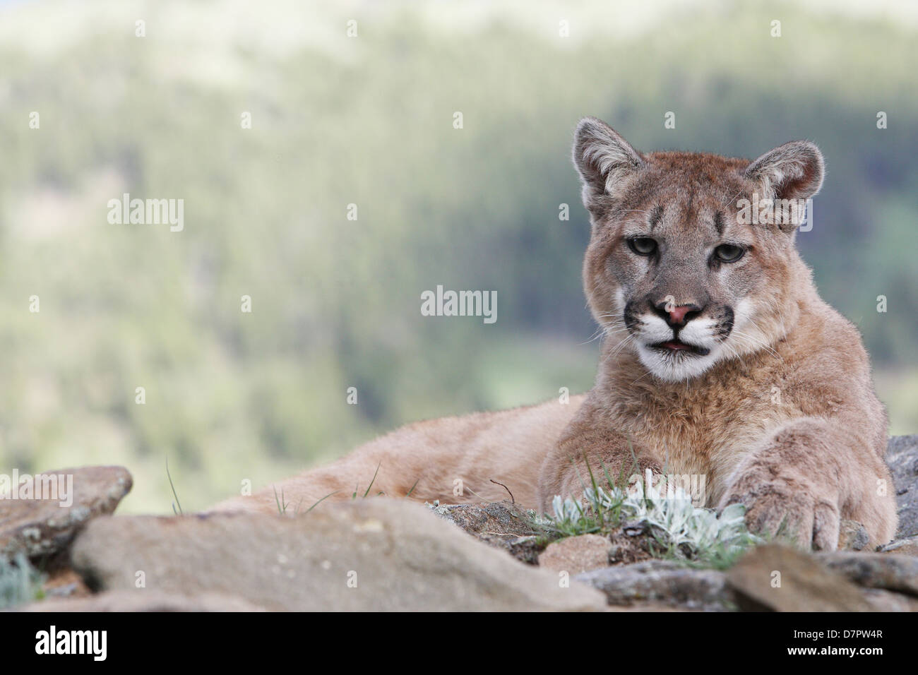 Puma Pfote Stockfotos und -bilder Kaufen - Alamy