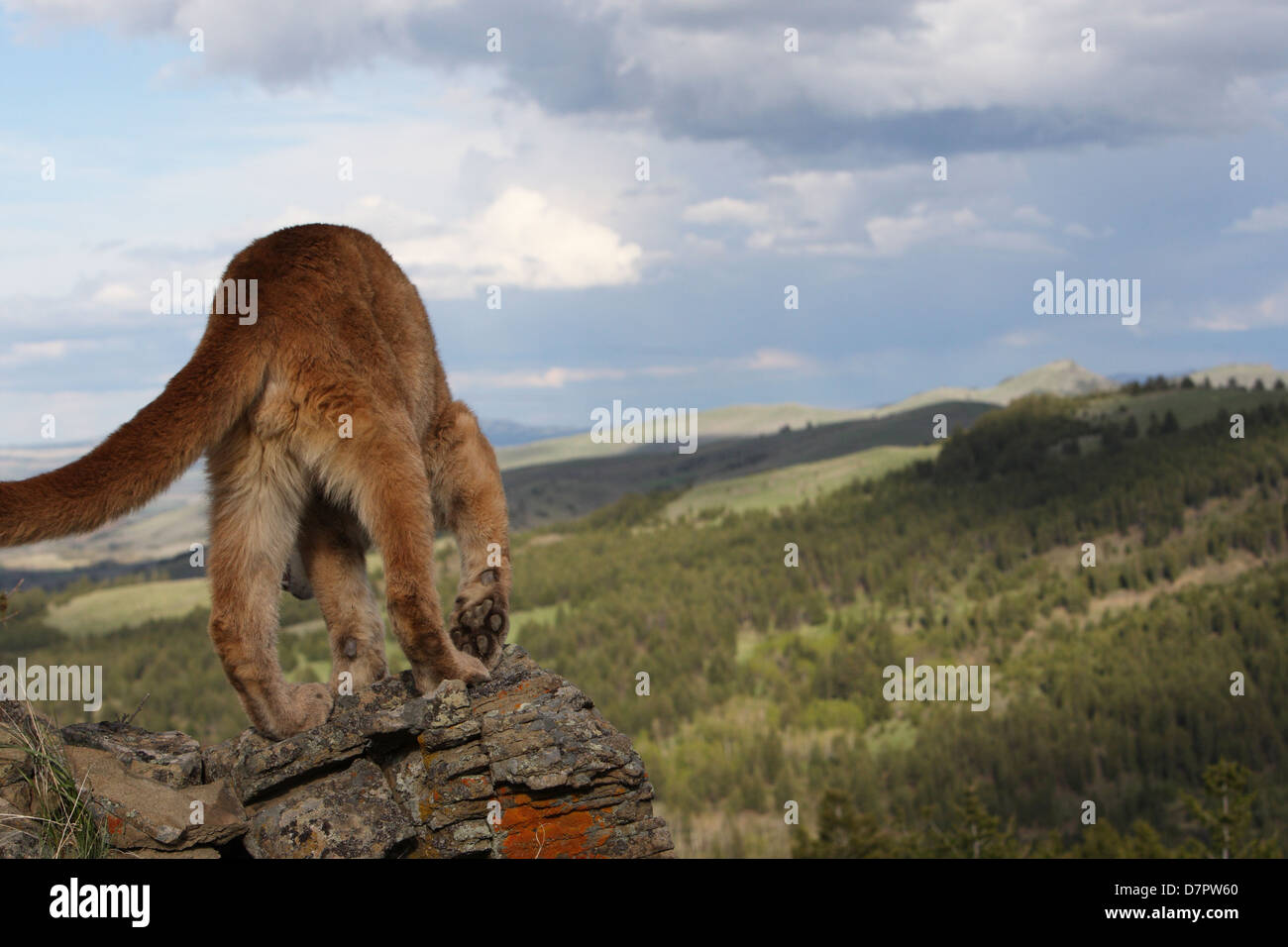 Puma Pfote Stockfotos und -bilder Kaufen - Alamy