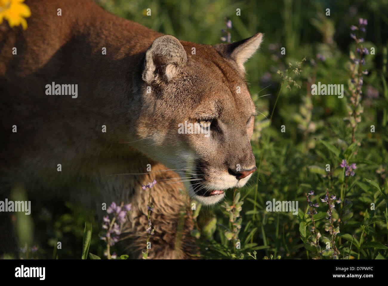 Puma Pfote Stockfotos und -bilder Kaufen - Alamy