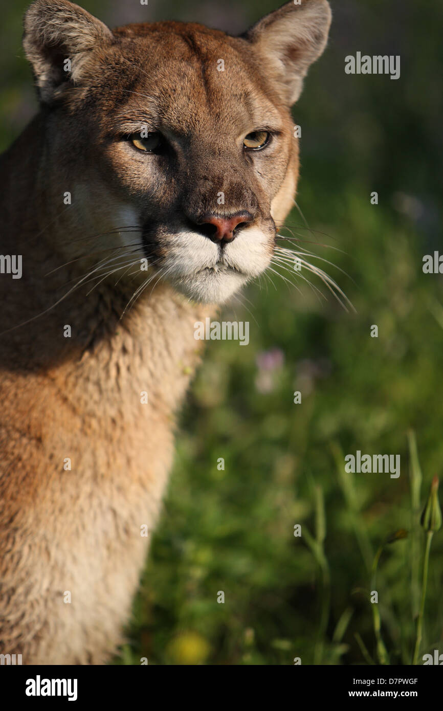 Puma Pfote Stockfotos und -bilder Kaufen - Alamy