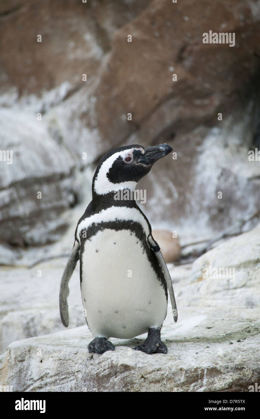 Guano befleckte felsen -Fotos und -Bildmaterial in hoher Auflösung – Alamy