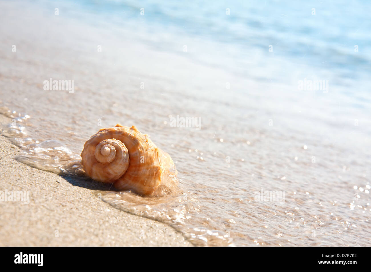 Blaue muschel -Fotos und -Bildmaterial in hoher Auflösung – Alamy