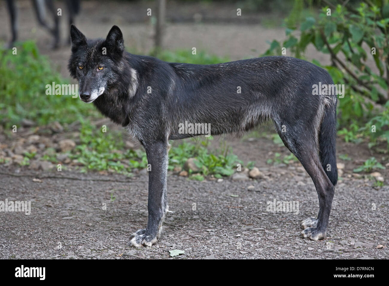 Black wolf profile -Fotos und -Bildmaterial in hoher Auflösung – Alamy