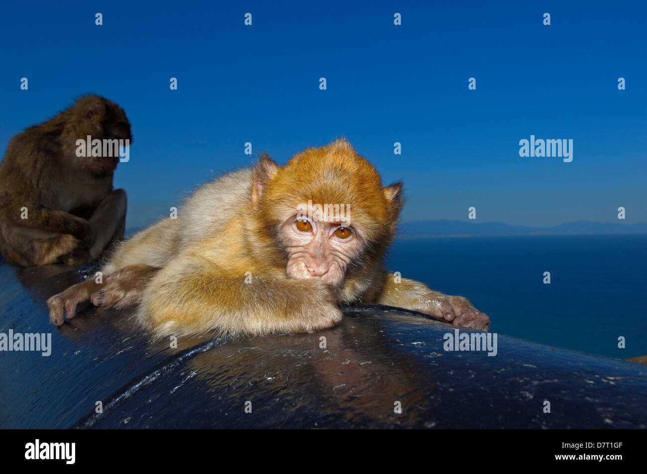 Gibraltar barbary macaque ape tourist attraction -Fotos und ...