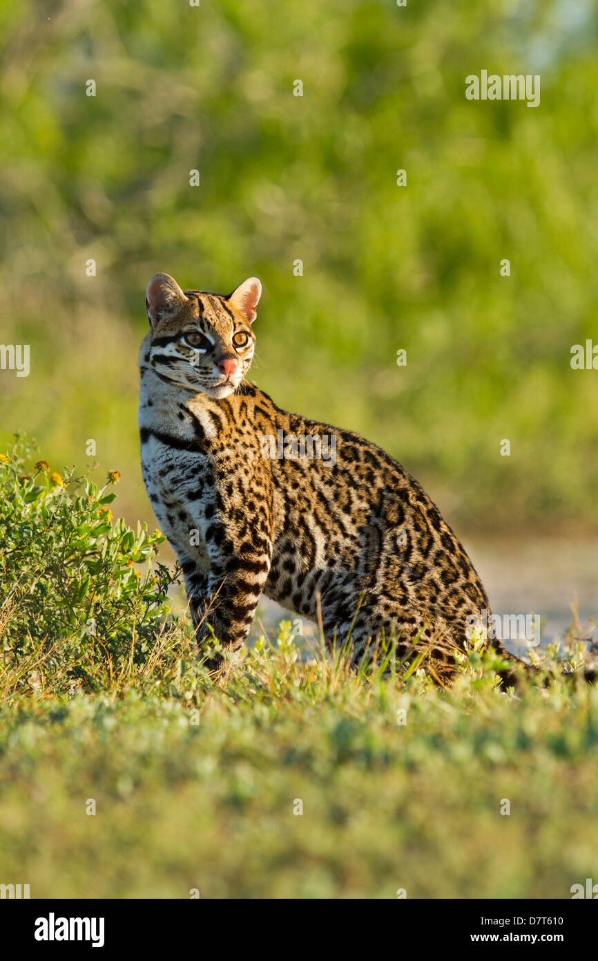 Der ozelot -Fotos und -Bildmaterial in hoher Auflösung – Alamy