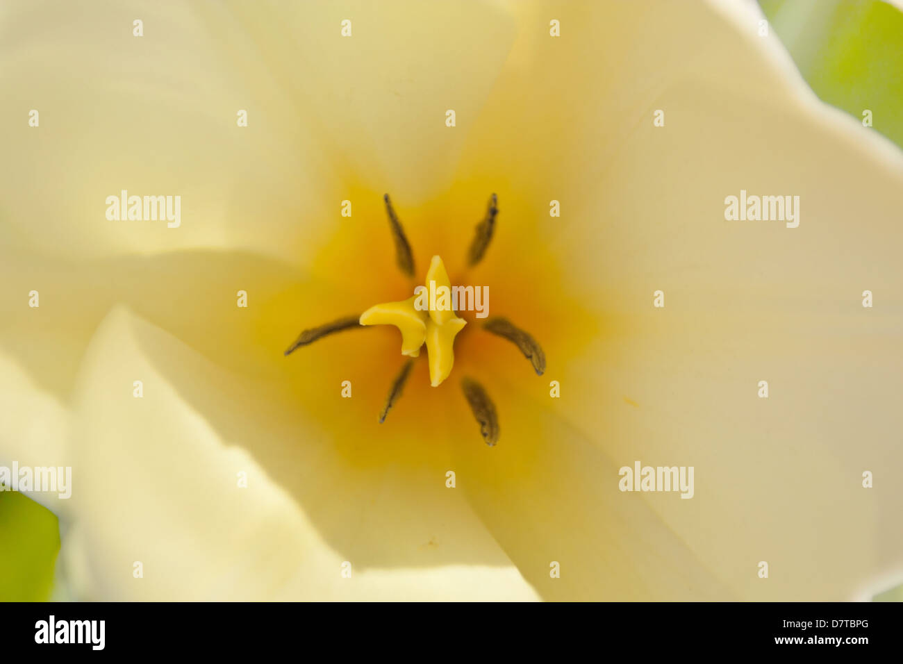 Offene gelbe blume -Fotos und -Bildmaterial in hoher Auflösung – Alamy