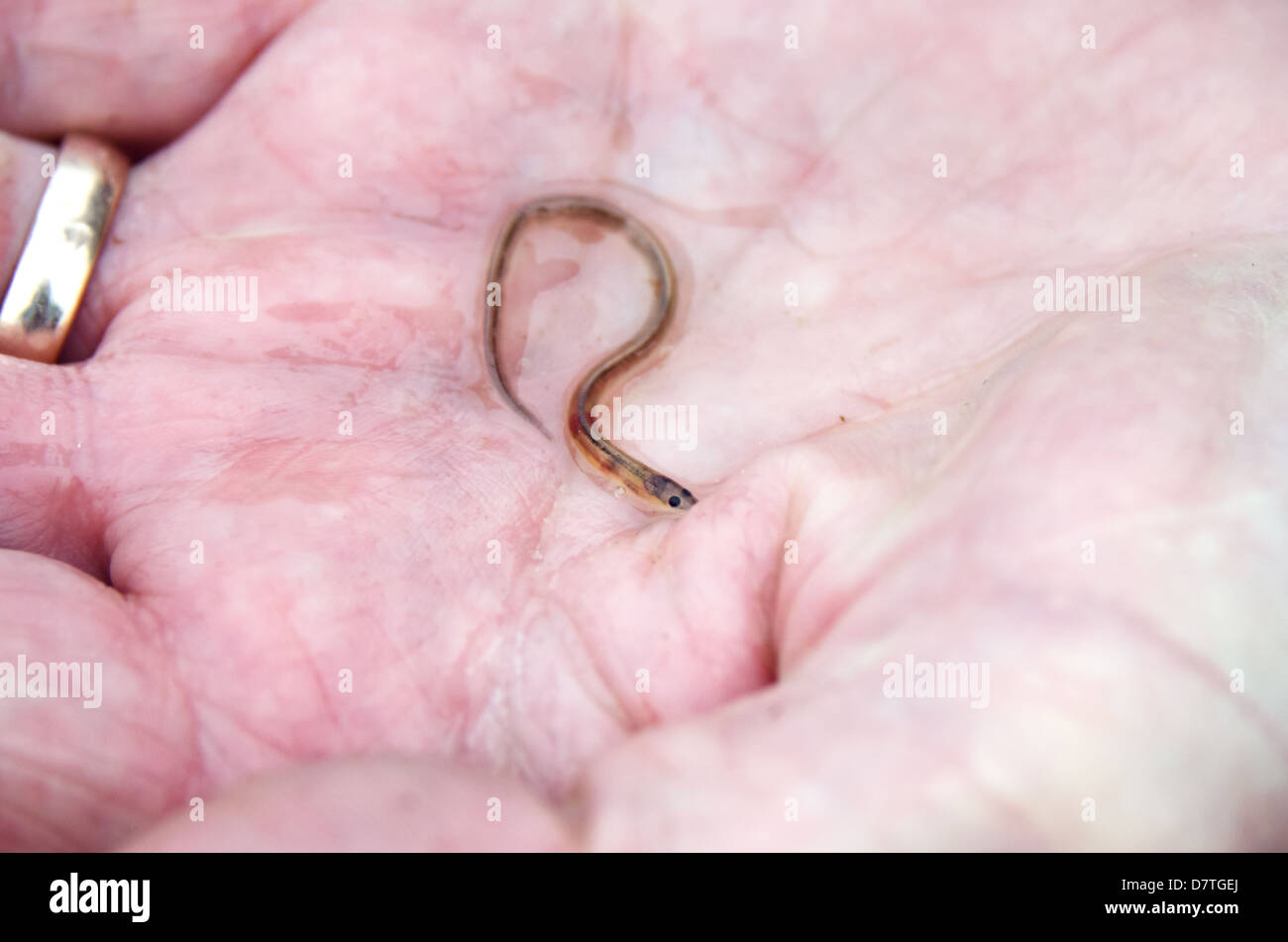 Amerikanischer aal anguilla rostrata -Fotos und -Bildmaterial in hoher ...