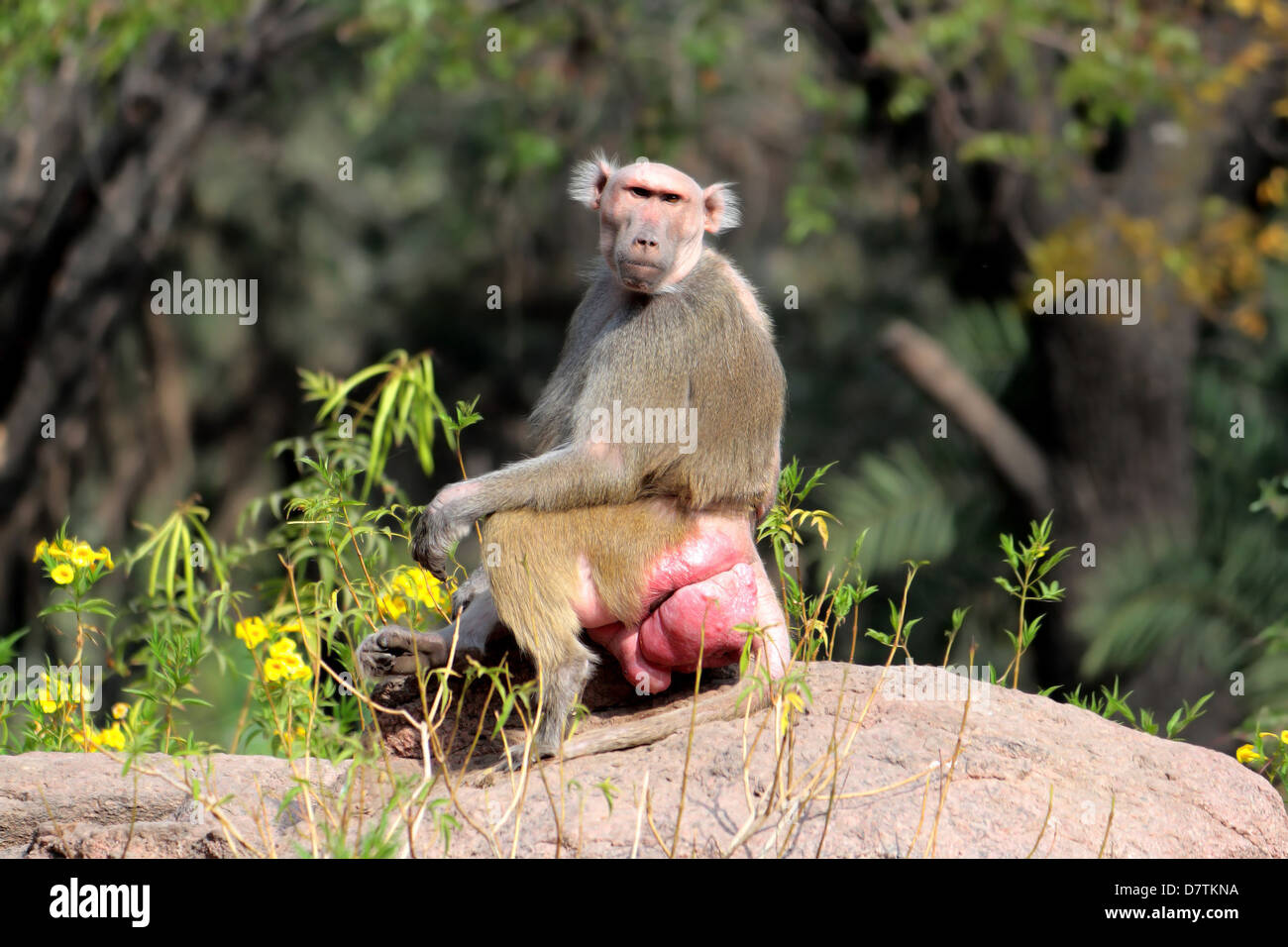 Heiliger pavian papio -Fotos und -Bildmaterial in hoher Auflösung – Alamy