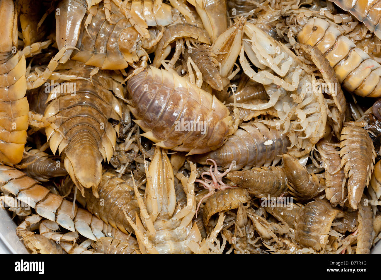 Benthisches tier -Fotos und -Bildmaterial in hoher Auflösung – Alamy