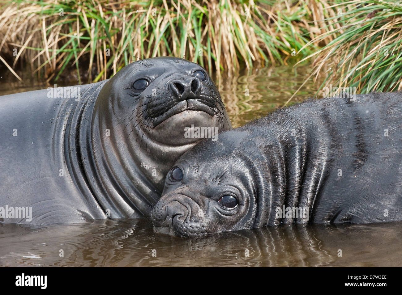 Junge seeelefanten -Fotos und -Bildmaterial in hoher Auflösung – Alamy