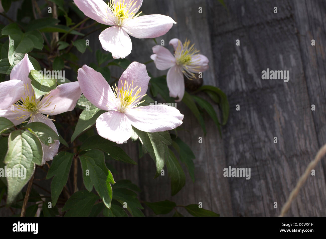 Clematis clematis spec -Fotos und -Bildmaterial in hoher Auflösung – Alamy