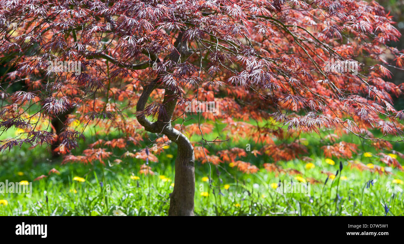 Acer Palmatum Inaba Shida. Japanischer Ahornbaum Stockfotografie - Alamy