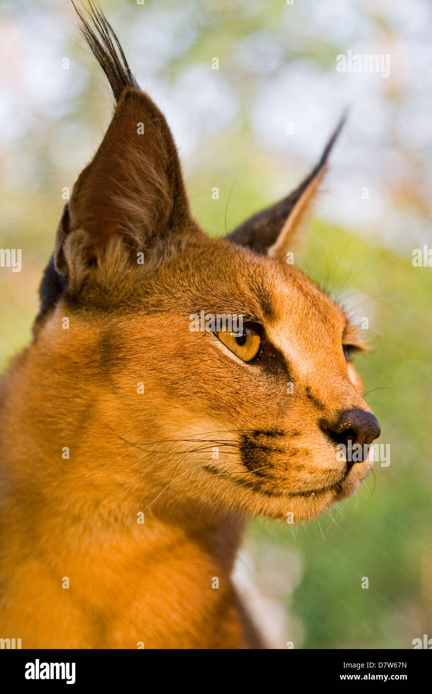 Karakal katzen -Fotos und -Bildmaterial in hoher Auflösung – Alamy