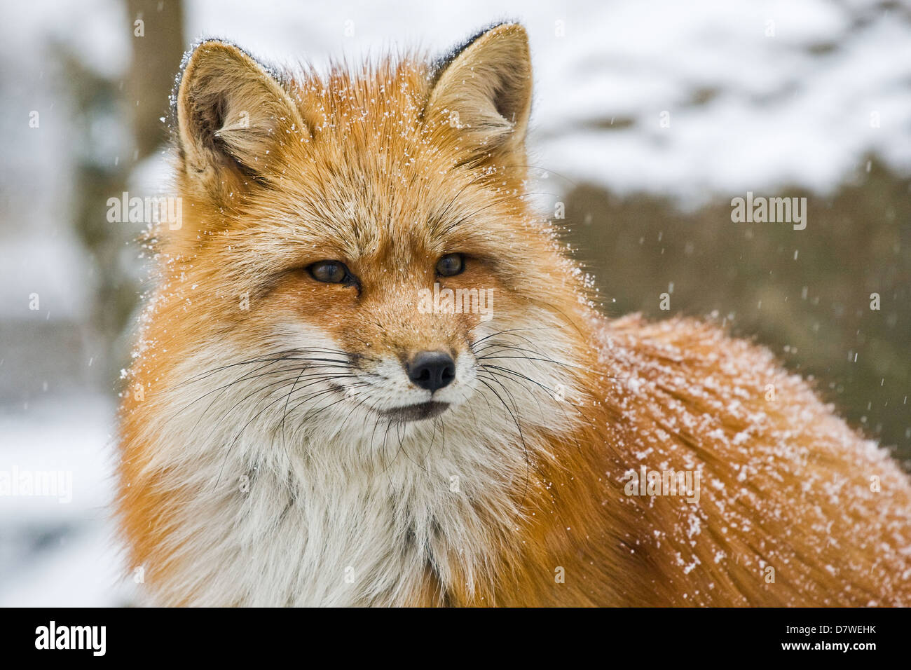 Schnee und fuchs -Fotos und -Bildmaterial in hoher Auflösung – Alamy