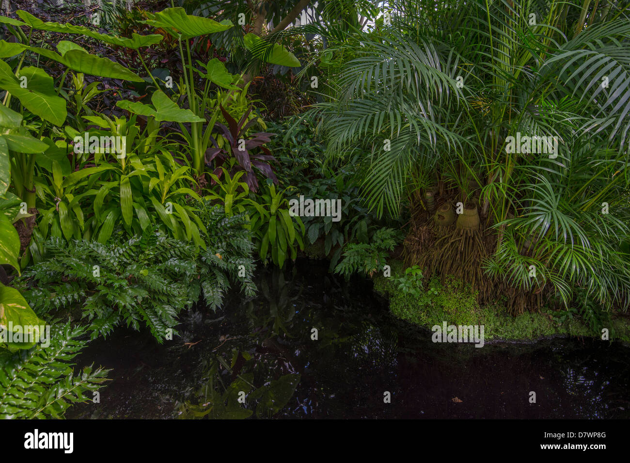 Jungle garden -Fotos und -Bildmaterial in hoher Auflösung – Alamy