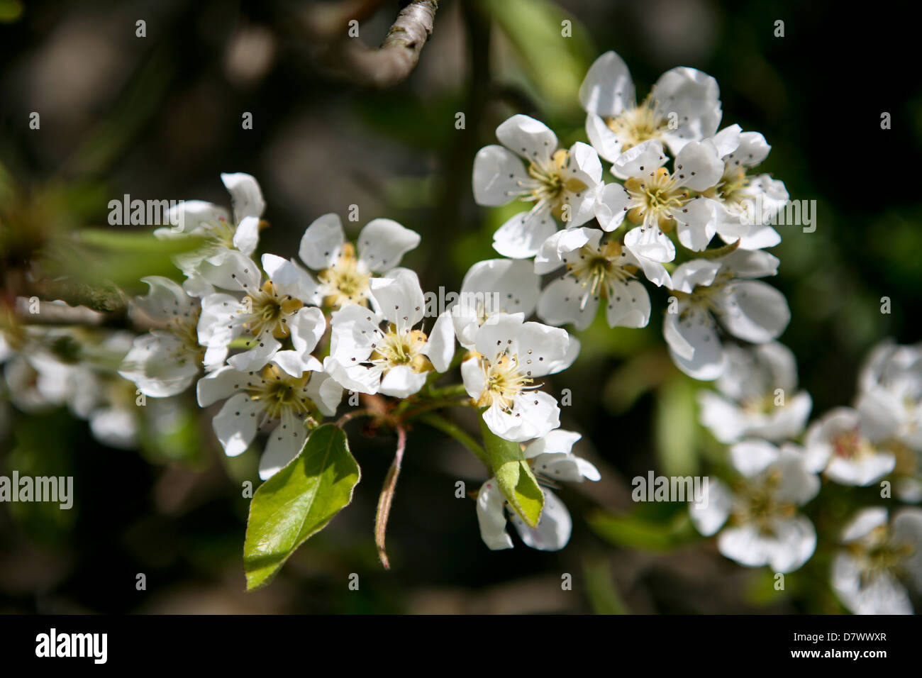 Weisse bluete -Fotos und -Bildmaterial in hoher Auflösung – Alamy