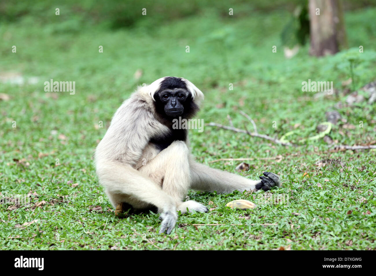 Affe im gras -Fotos und -Bildmaterial in hoher Auflösung – Alamy