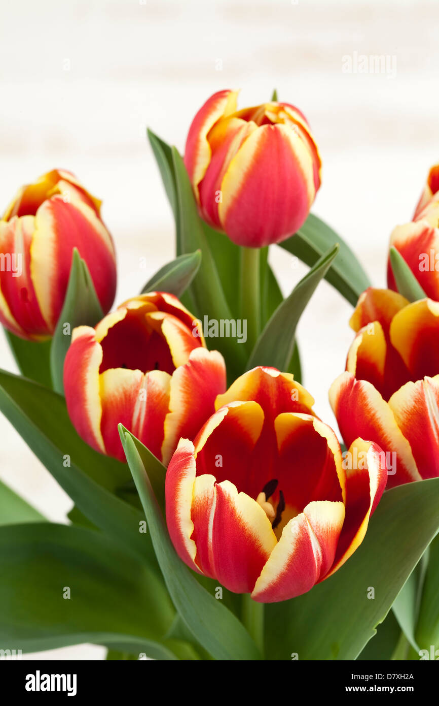 Gelbe Tulpe Rot Stockfotos und -bilder Kaufen - Alamy
