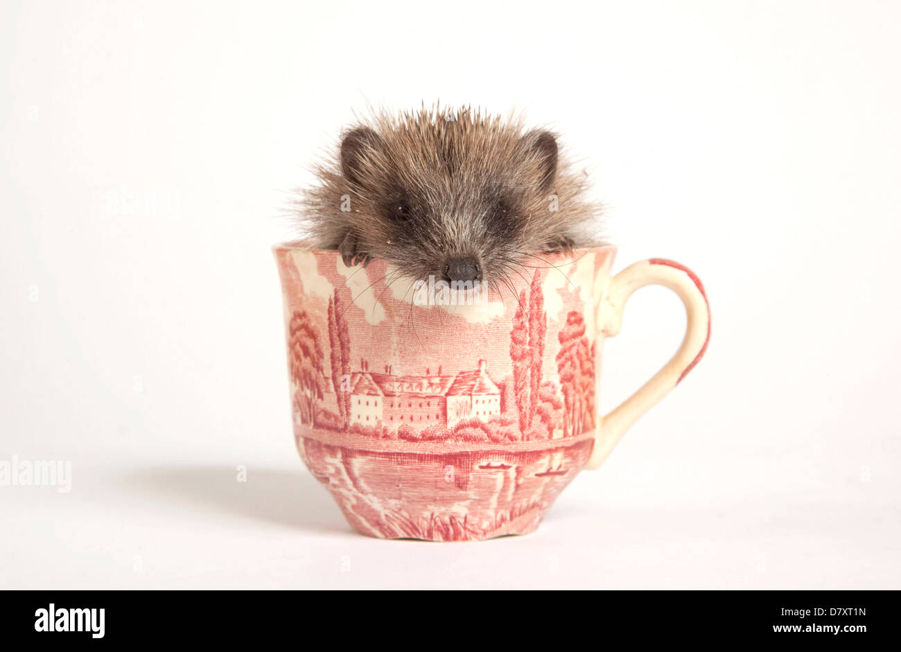 Baby igel -Fotos und -Bildmaterial in hoher Auflösung – Alamy