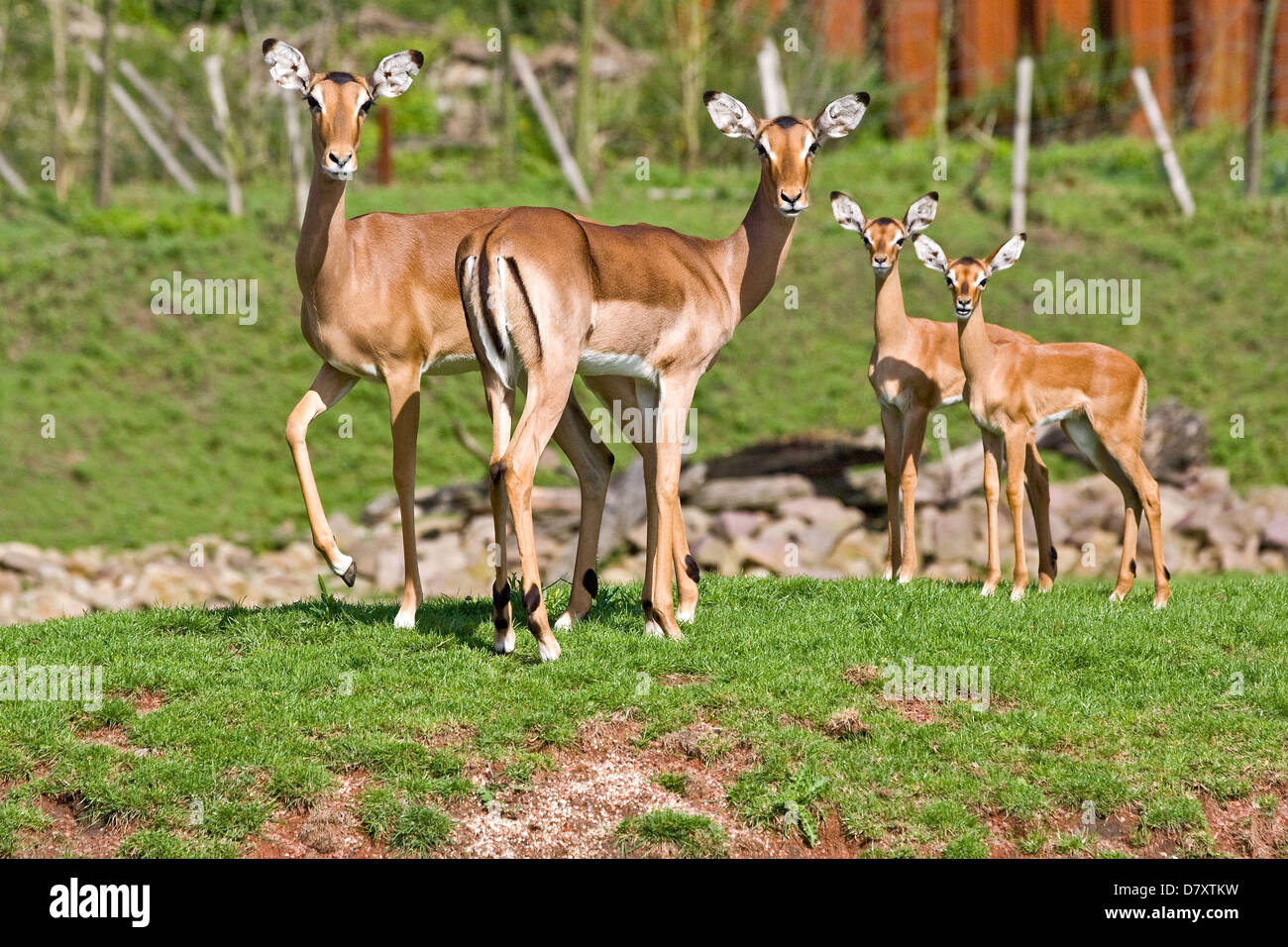 Impala babys -Fotos und -Bildmaterial in hoher Auflösung – Alamy