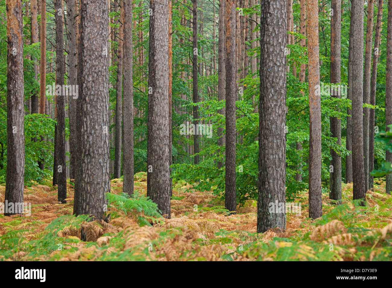 Kiefern uk -Fotos und -Bildmaterial in hoher Auflösung – Alamy