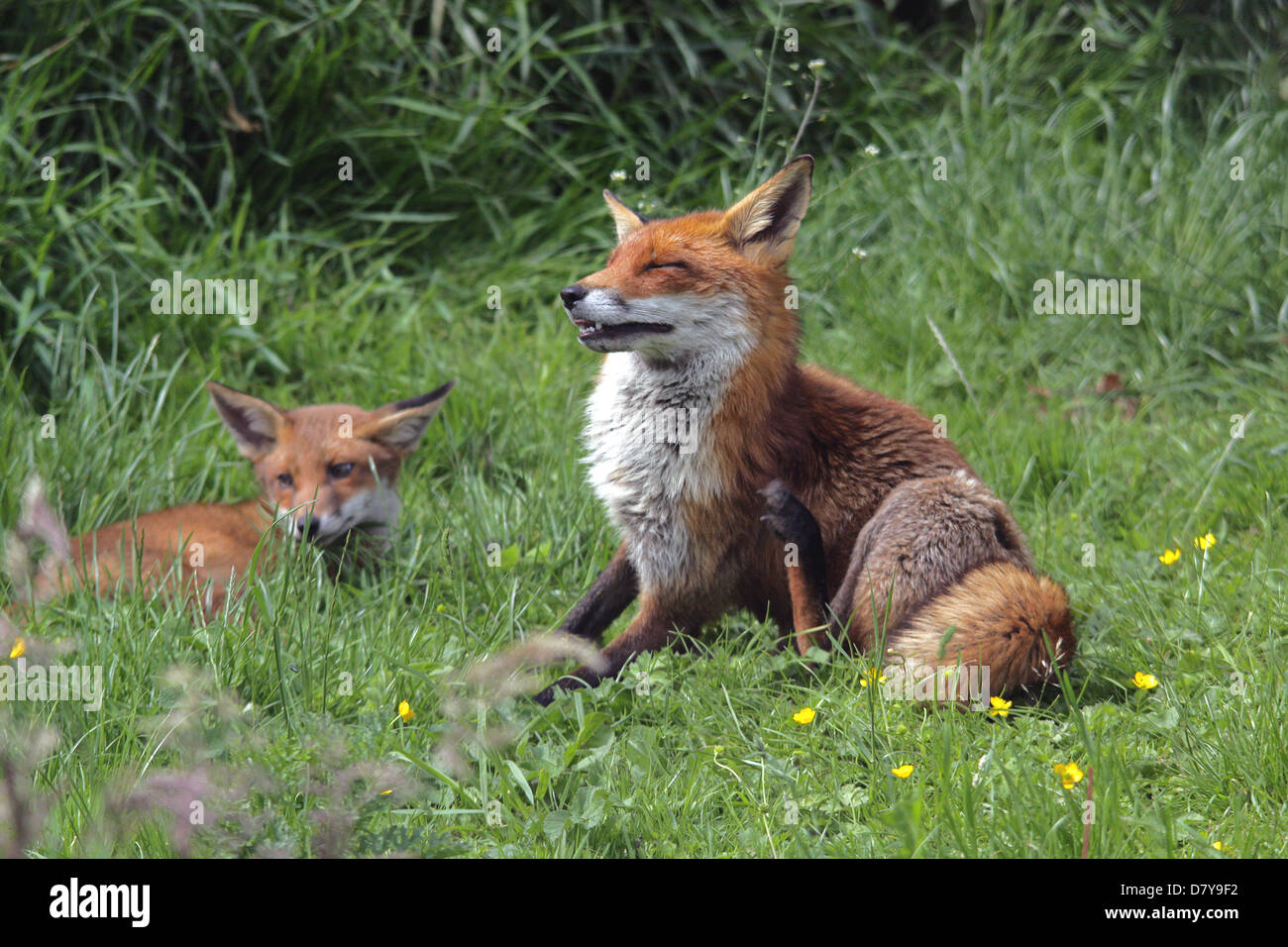 Fuchs mama -Fotos und -Bildmaterial in hoher Auflösung – Alamy