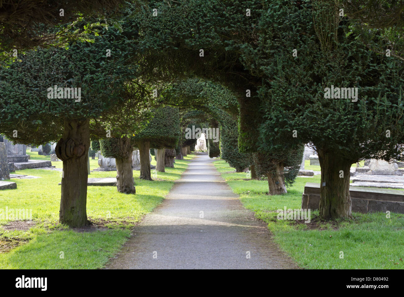 Englische eiben -Fotos und -Bildmaterial in hoher Auflösung – Alamy