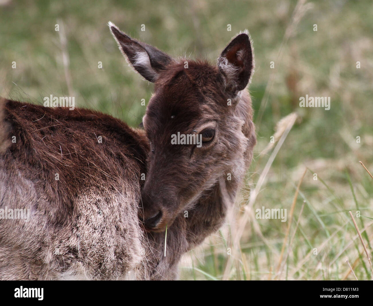 Close-up Portrait von Kopf und Oberkörper eine weibliche Damhirsche ...