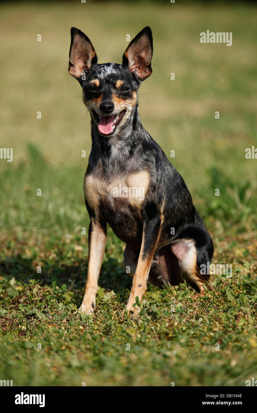 Prager Rattler sitzen Stockfotografie - Alamy