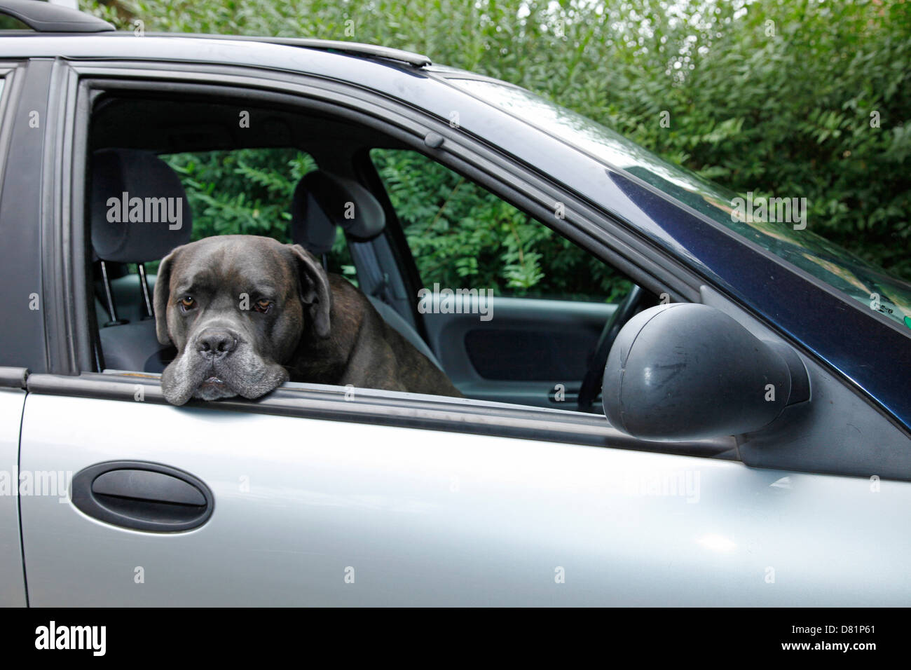 Car corso -Fotos und -Bildmaterial in hoher Auflösung – Alamy