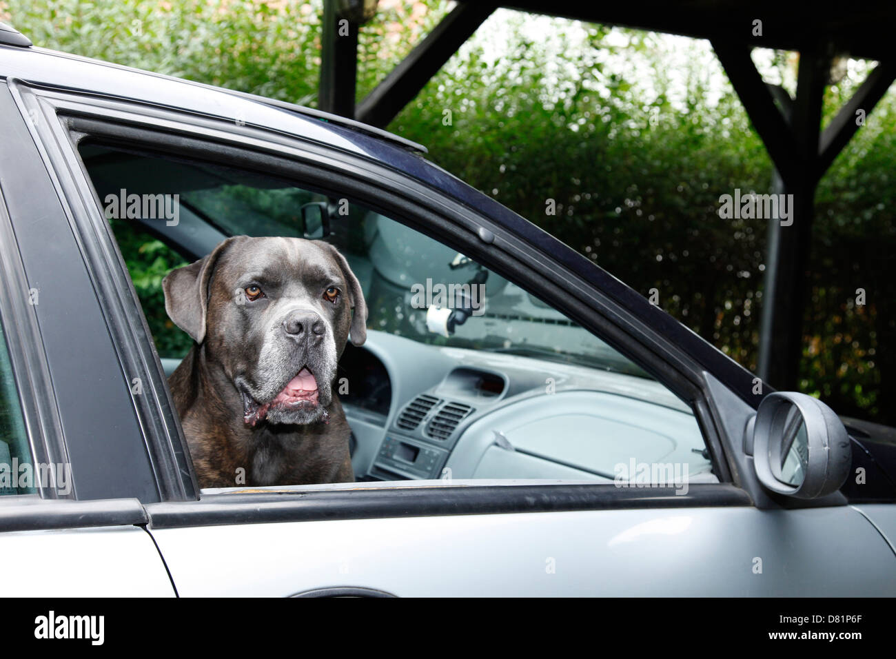 Car corso -Fotos und -Bildmaterial in hoher Auflösung – Alamy