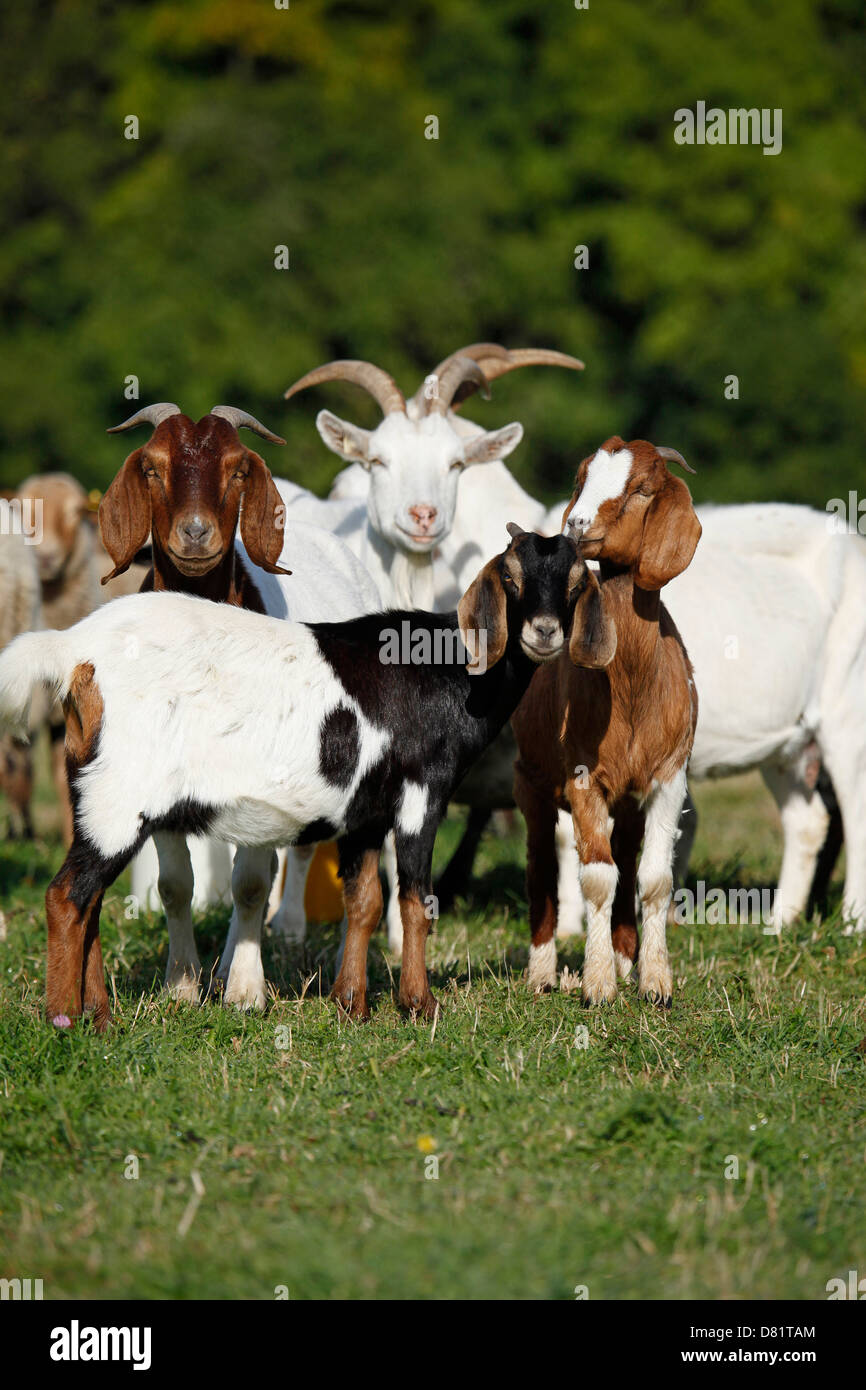 Weiß schwarze ziege -Fotos und -Bildmaterial in hoher Auflösung – Alamy