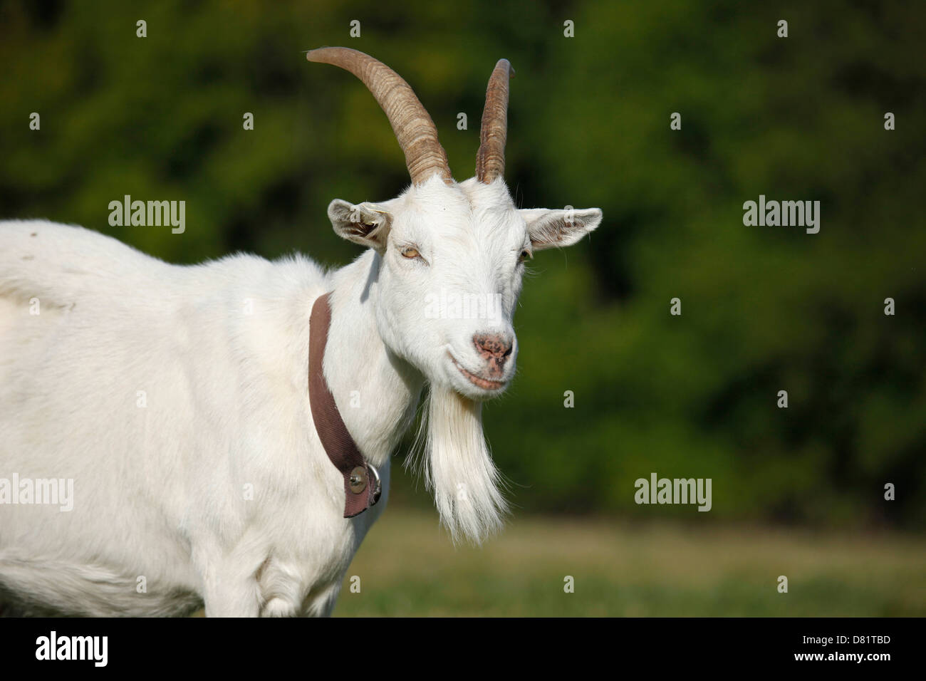 White german goat horn -Fotos und -Bildmaterial in hoher Auflösung – Alamy