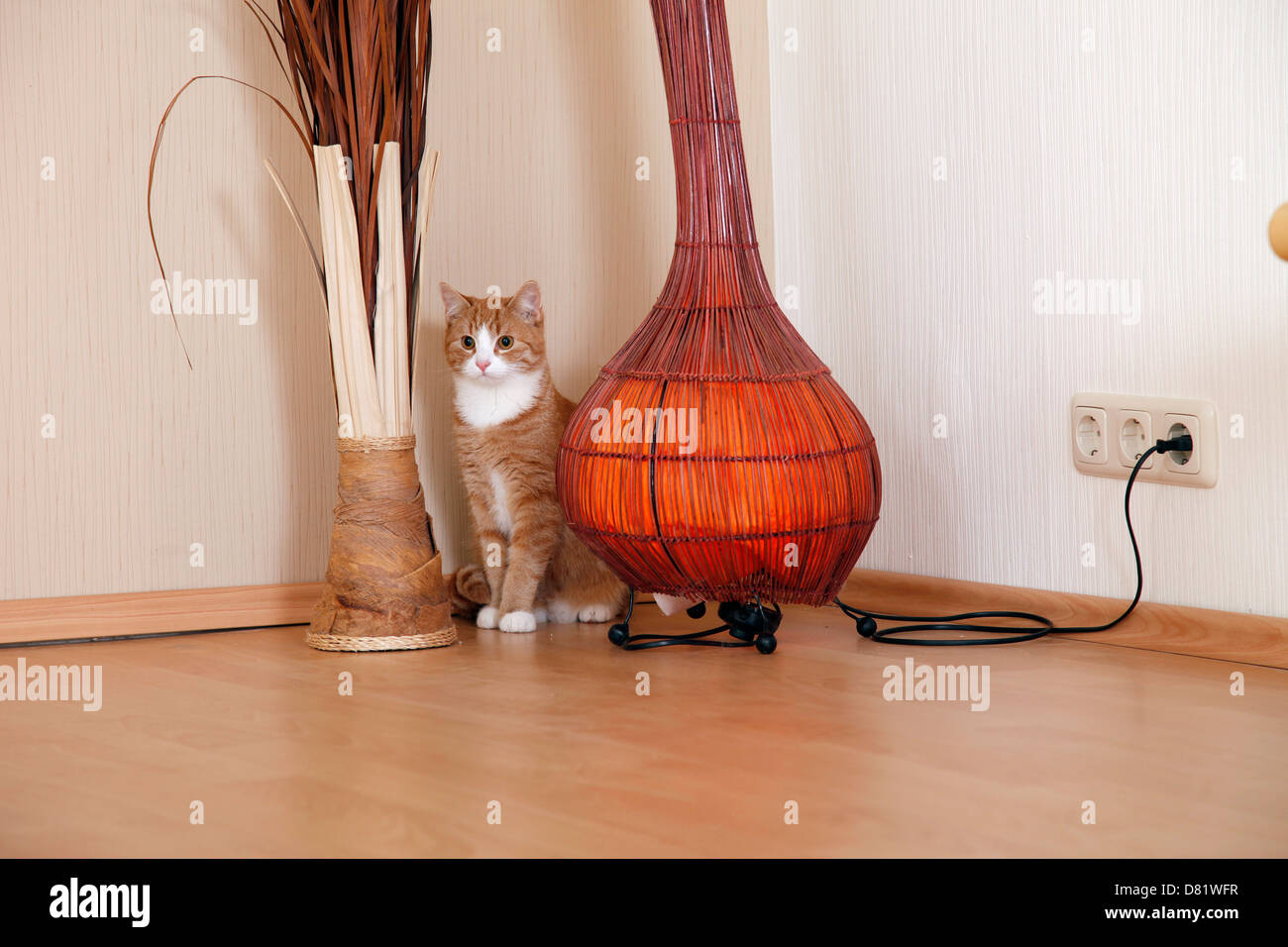 Standard katze -Fotos und -Bildmaterial in hoher Auflösung – Alamy