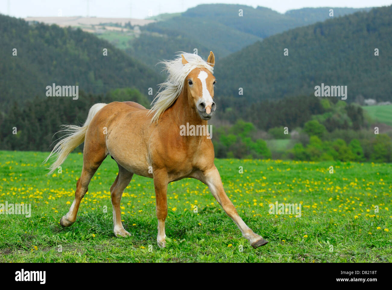 Tier galopp galopp feld haflinger pferd -Fotos und -Bildmaterial in hoher Auflösung – Alamy