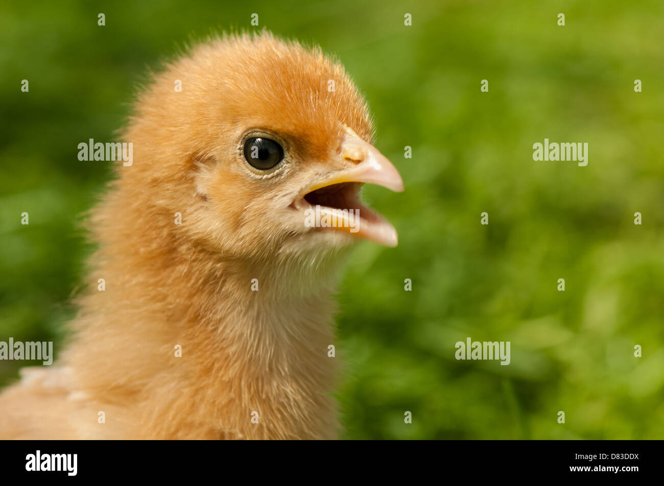 Lustiges huhn -Fotos und -Bildmaterial in hoher Auflösung – Alamy