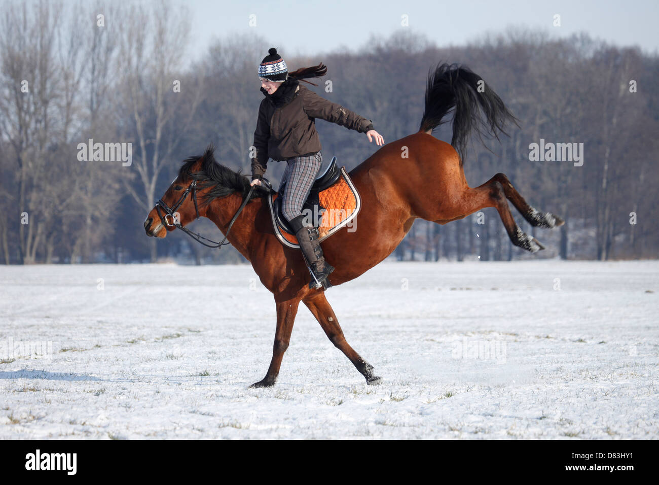 Reiter pferd bockt -Fotos und -Bildmaterial in hoher Auflösung – Alamy