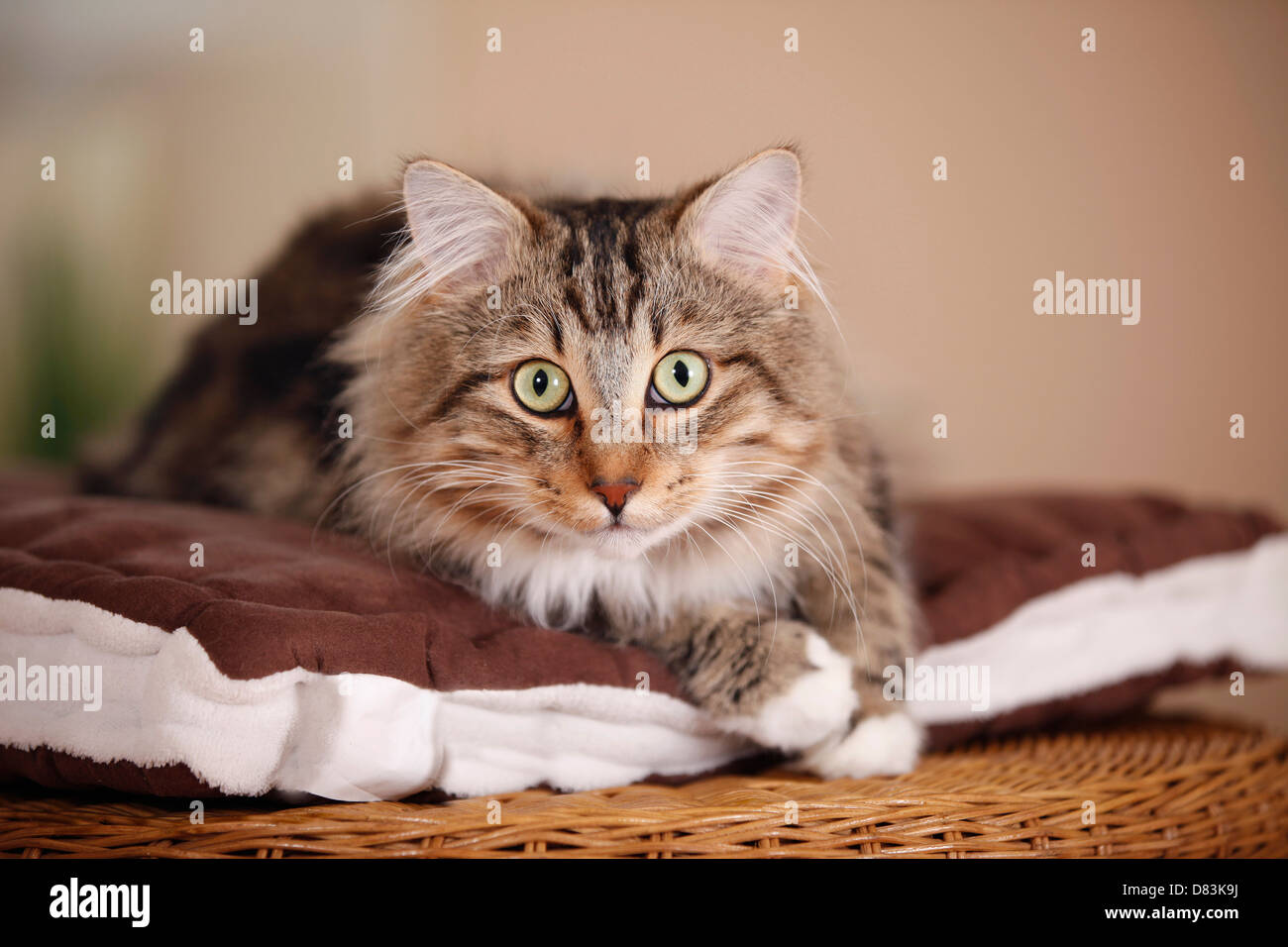 Liegende katze -Fotos und -Bildmaterial in hoher Auflösung – Alamy