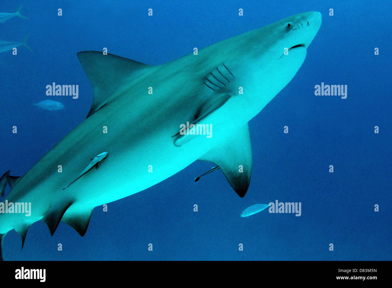 Bullenhai (Carcharhinus Leucas), Playa del Carmen, Mexiko ...