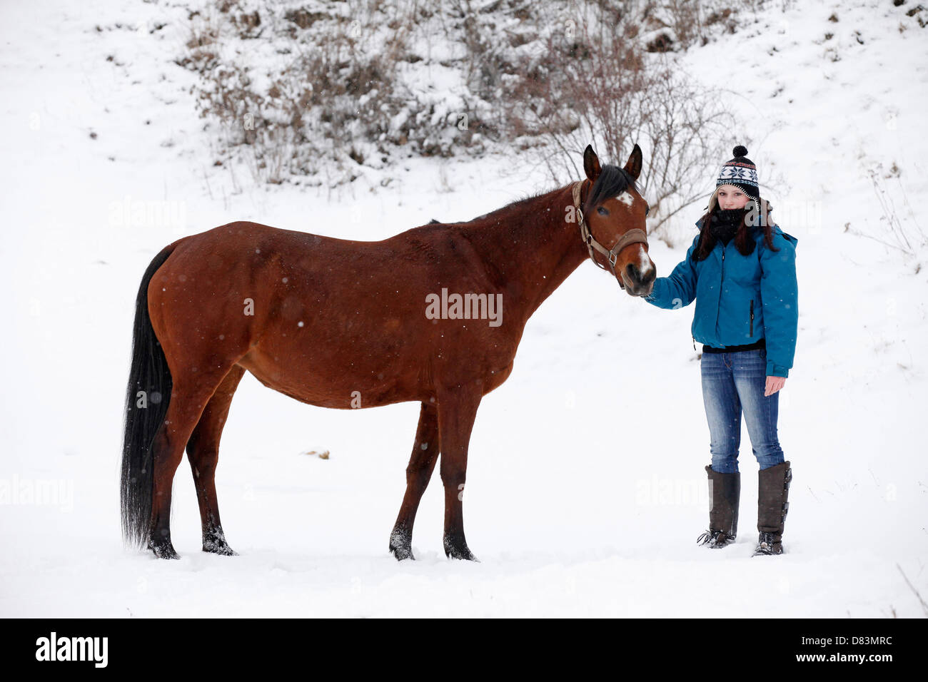 Araber pferde kreuz -Fotos und -Bildmaterial in hoher Auflösung – Alamy