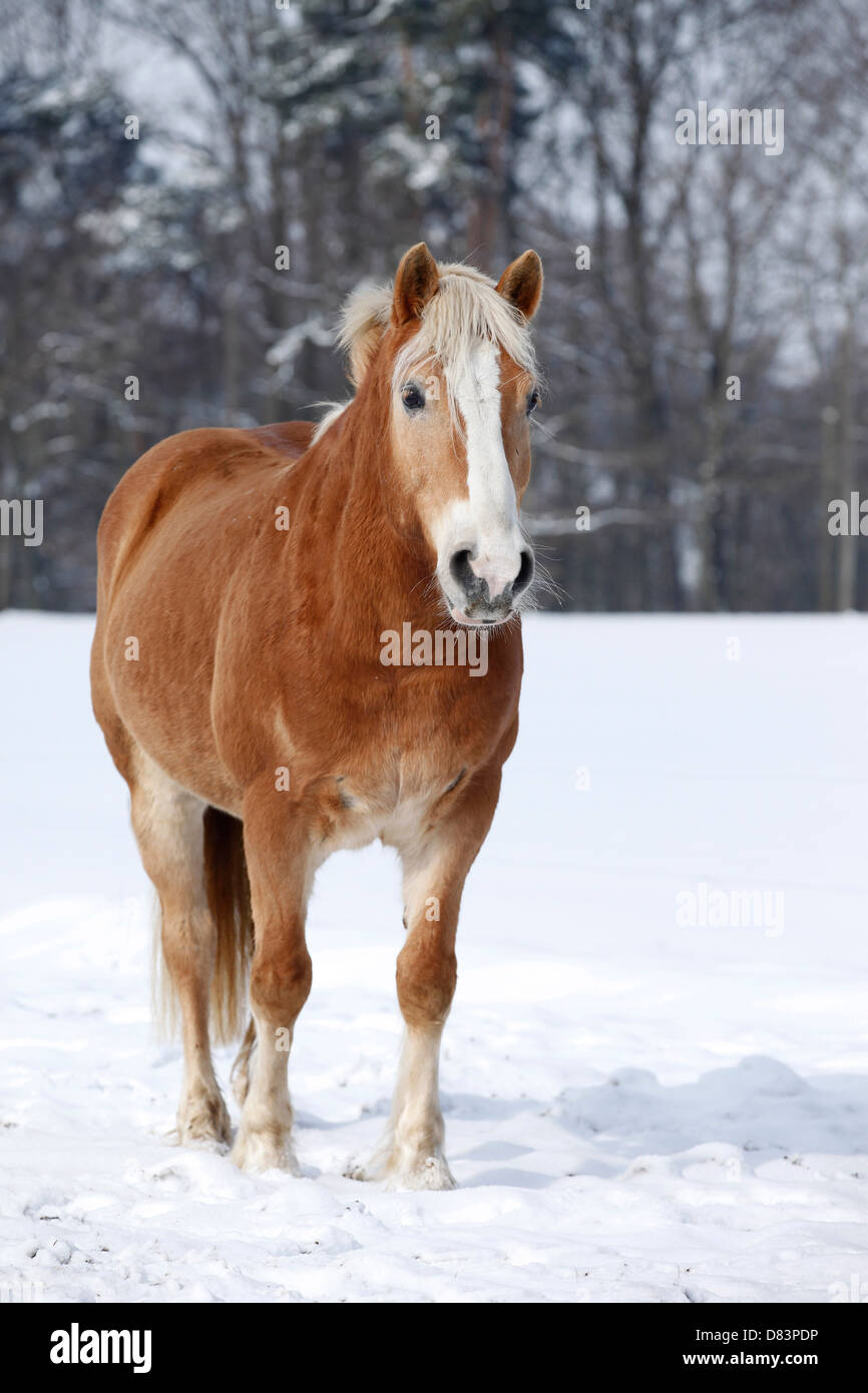 Mit pferd stehen -Fotos und -Bildmaterial in hoher Auflösung – Alamy