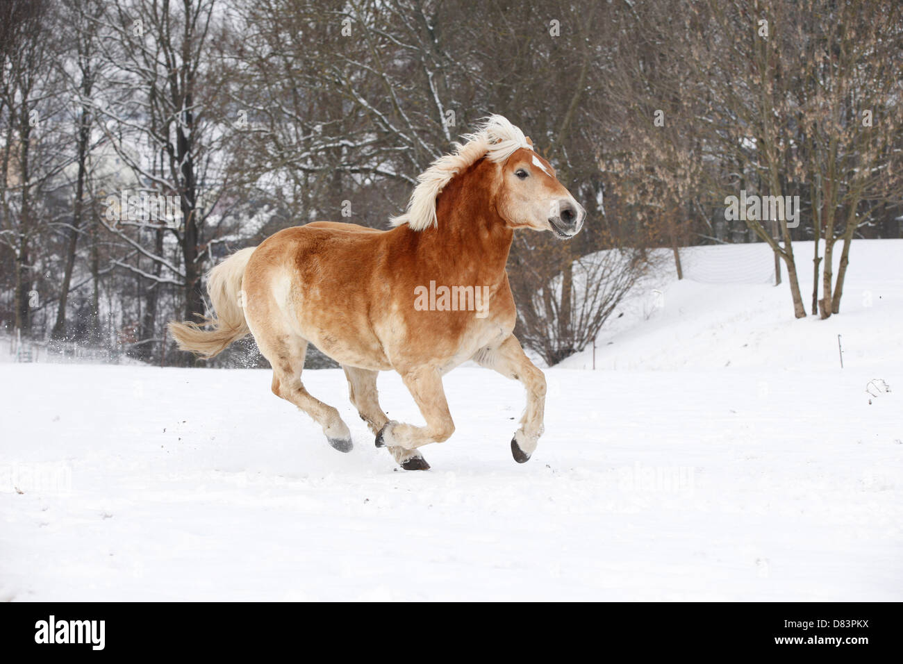 Galopp haflinger -Fotos und -Bildmaterial in hoher Auflösung – Alamy