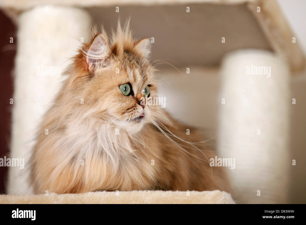 Katze, die das kratzen legt -Fotos und -Bildmaterial in hoher Auflösung ...