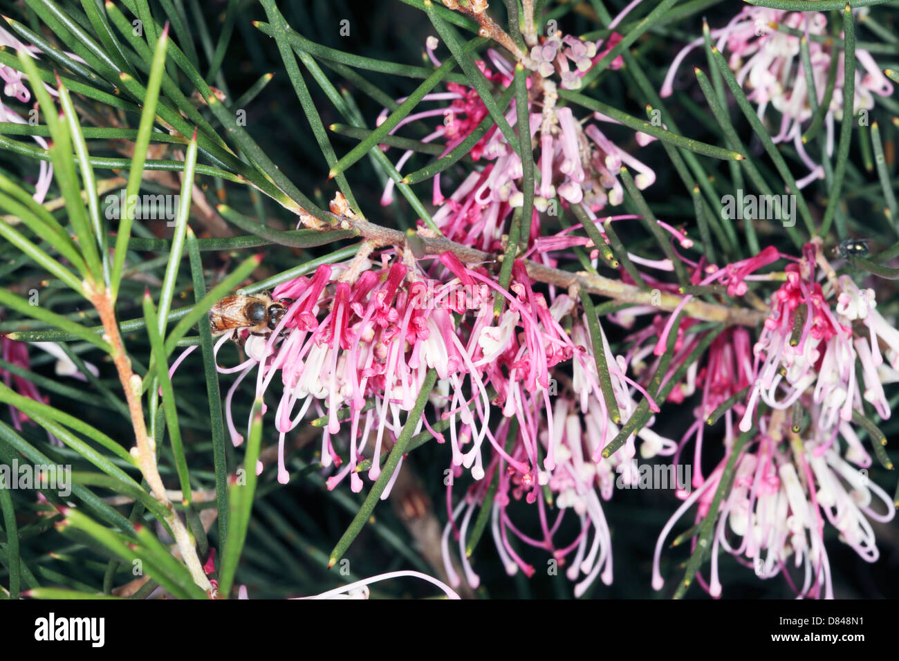 Hakea australische einheimische flora -Fotos und -Bildmaterial in hoher ...