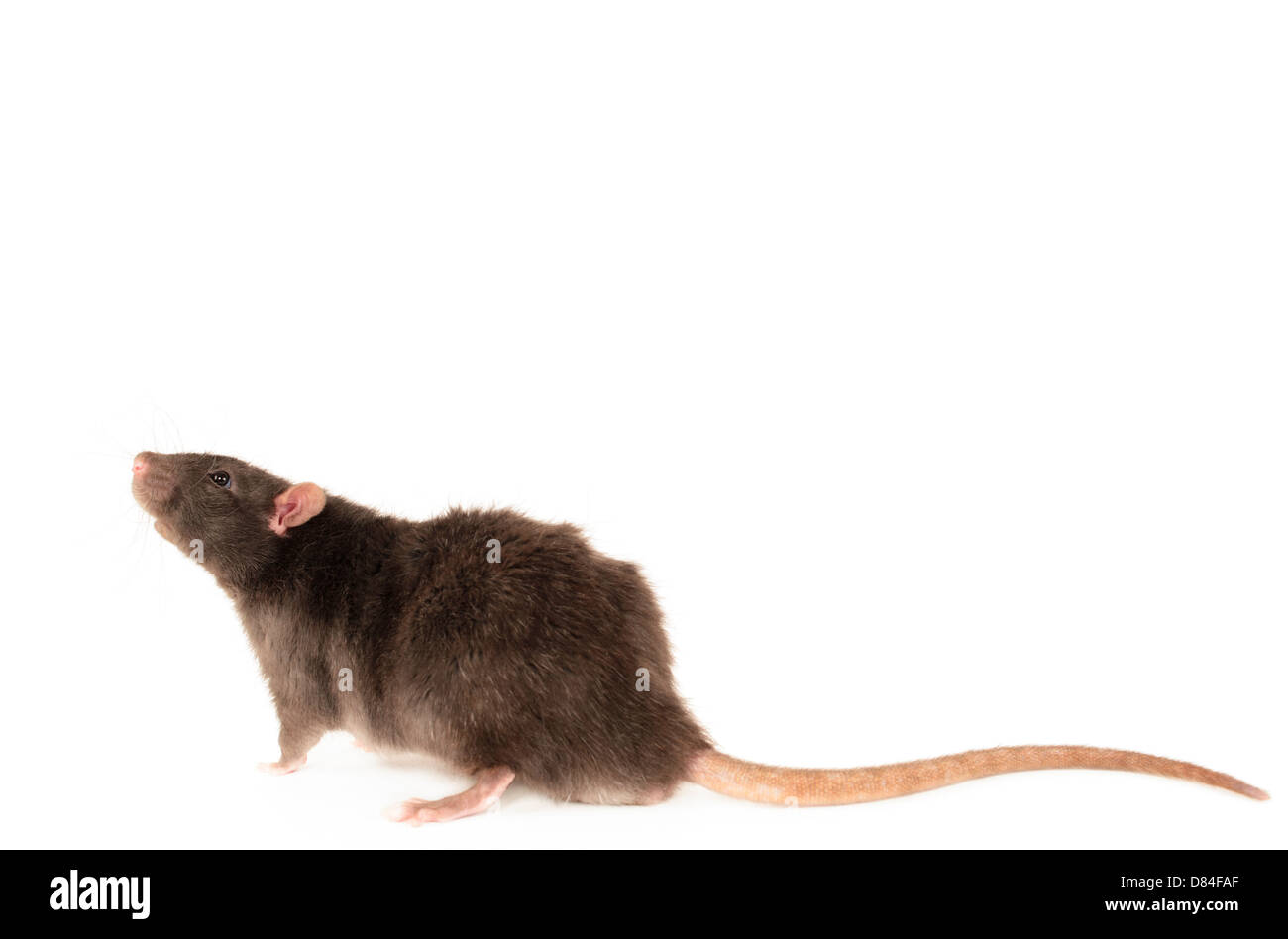 Mit Ratte Stockfotos und -bilder Kaufen - Alamy