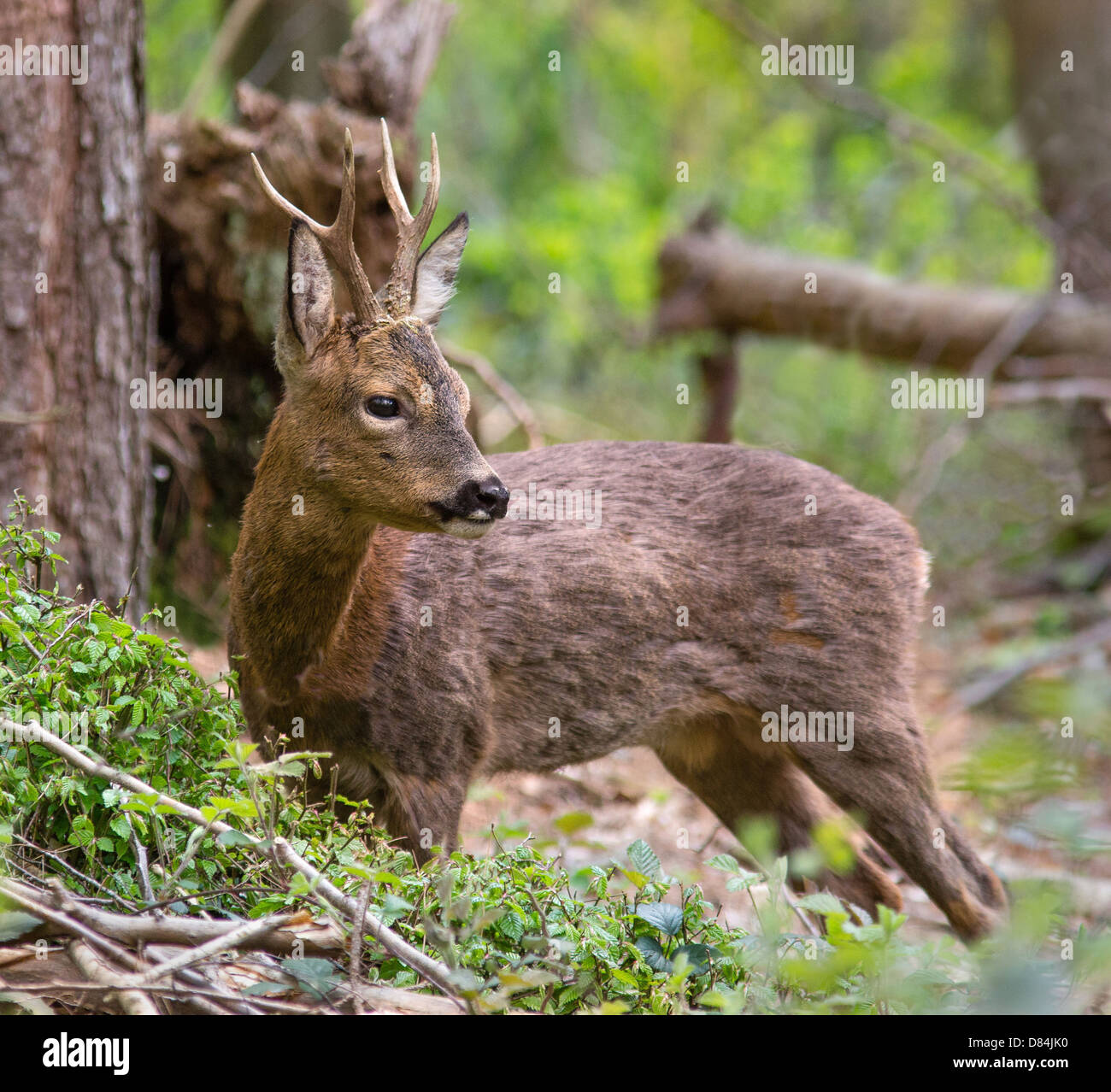 Bock auf das futter -Fotos und -Bildmaterial in hoher Auflösung – Alamy
