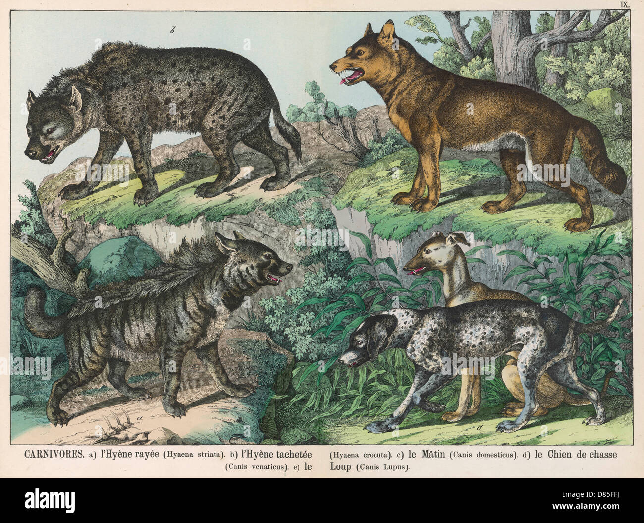 Dog types -Fotos und -Bildmaterial in hoher Auflösung – Alamy