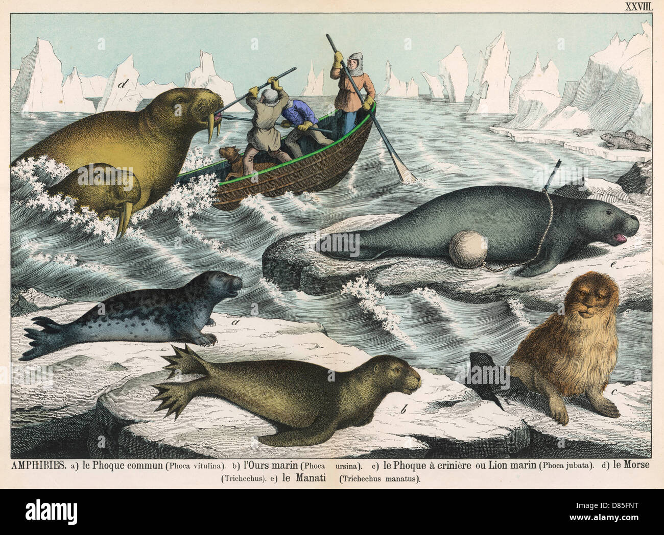 Fünf Arten von Meerestier Stockfotografie - Alamy